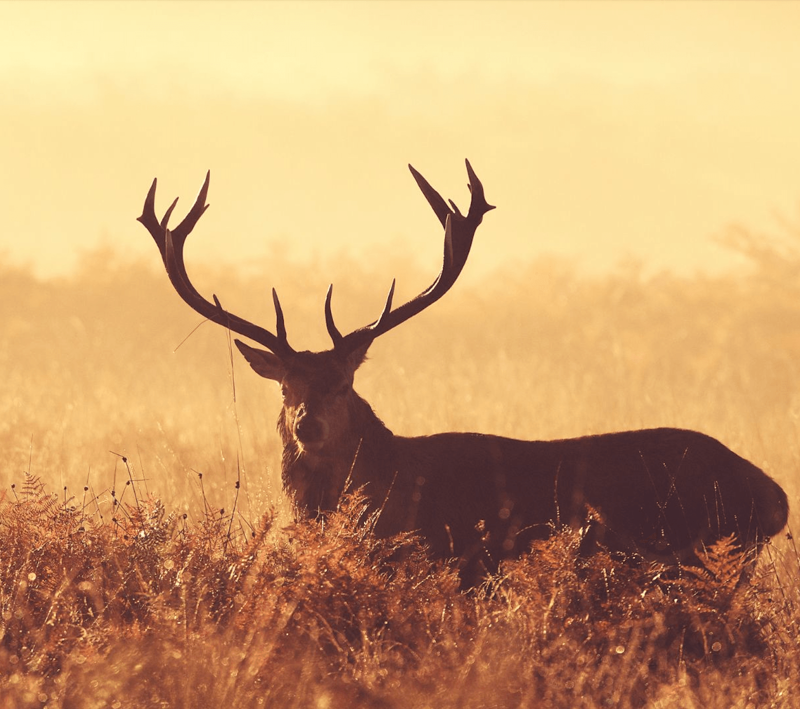 Técnicas de Caza para Octubre: Acechando al Venado en la Época de Berr